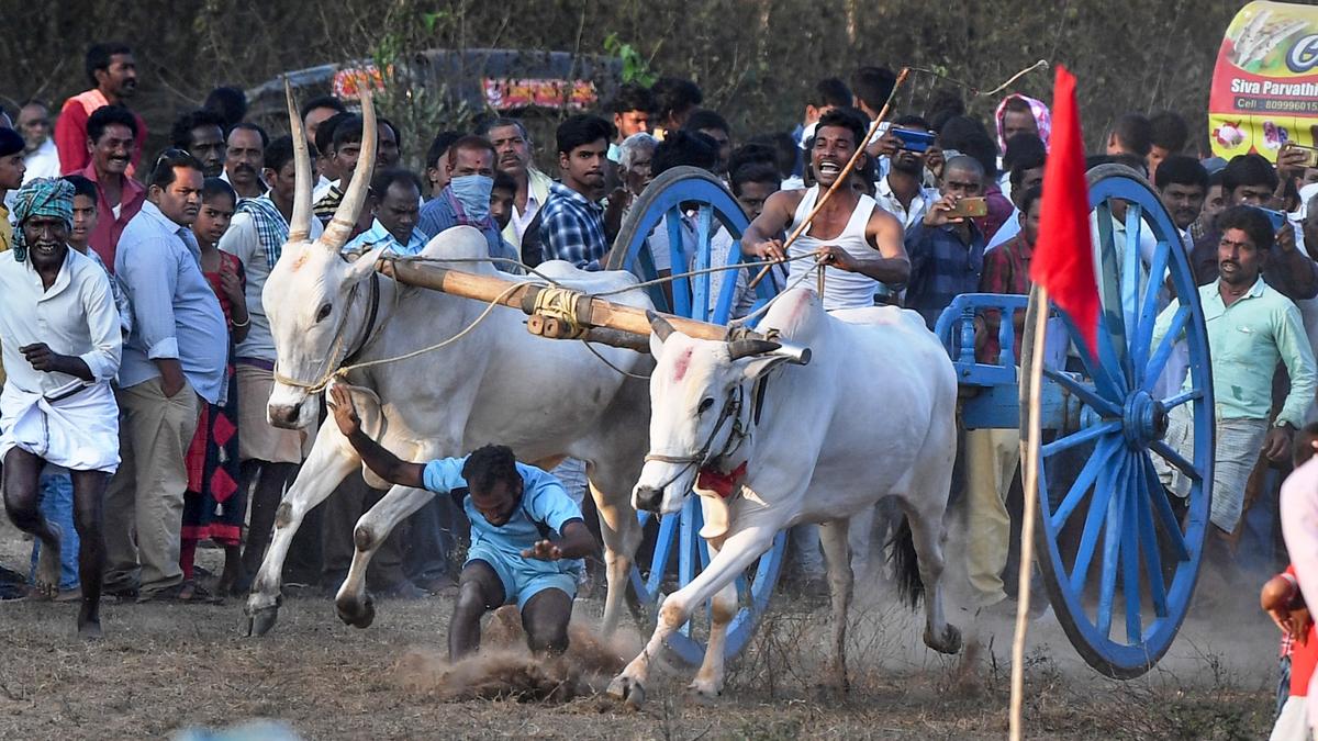 Andhra Pradesh: Munagapaka in Anakapalli district gears up to host ...