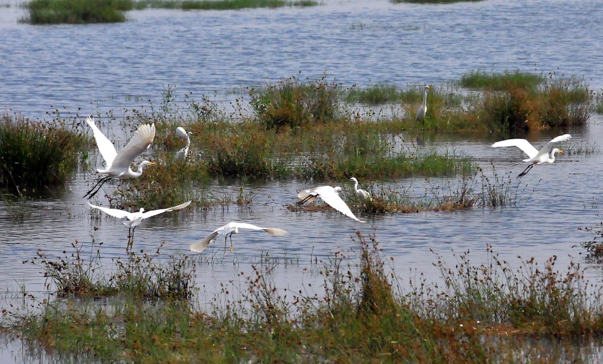 Four wetlands of Kerala vying for Ramsar site designation - The Hindu