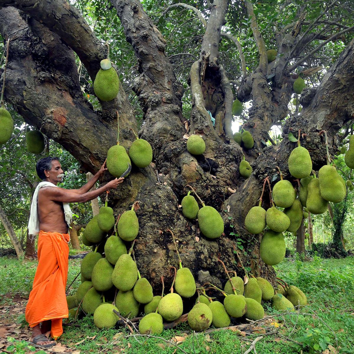 Panruti The jackfruit paradise The Hindu
