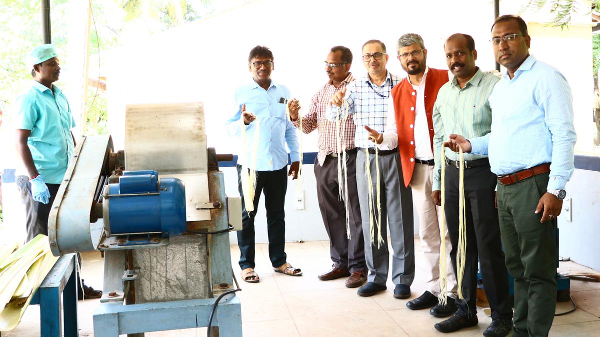 NRCB to take up project to improve banana cultivation in northeast ...