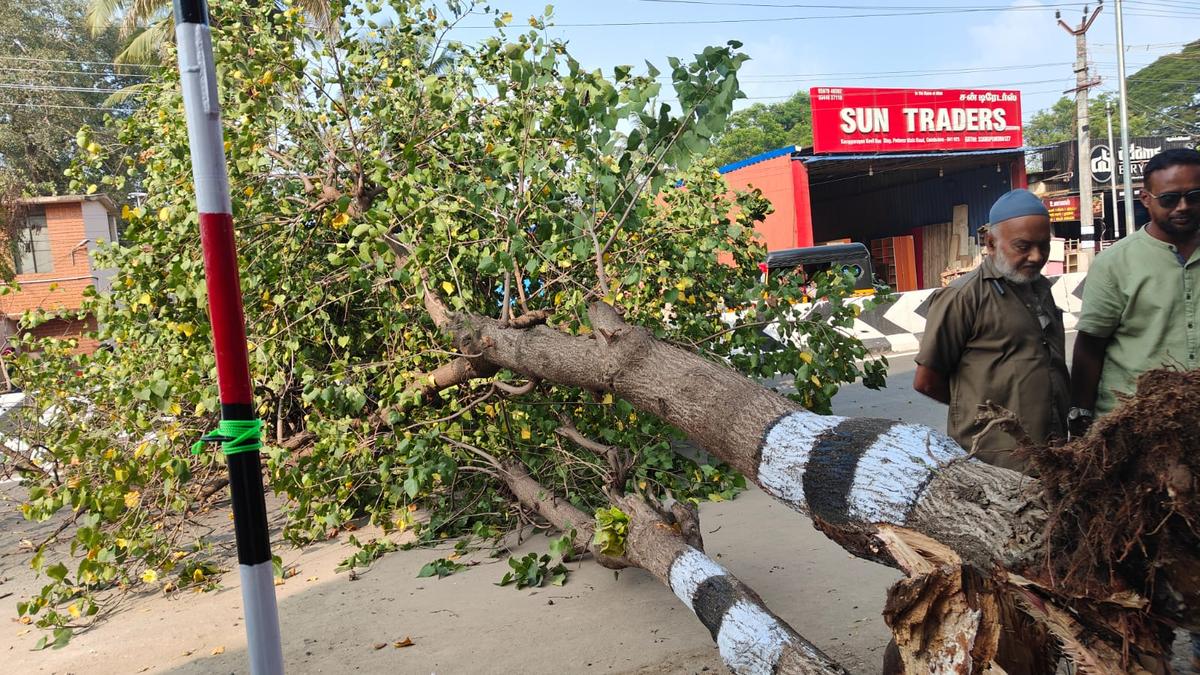 Action sought as shade-giver Poovarasu destroyed with acid near ...