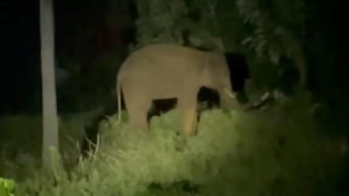 Lone tusker feeding on crops at Vadakarai gives sleepless nights to ...