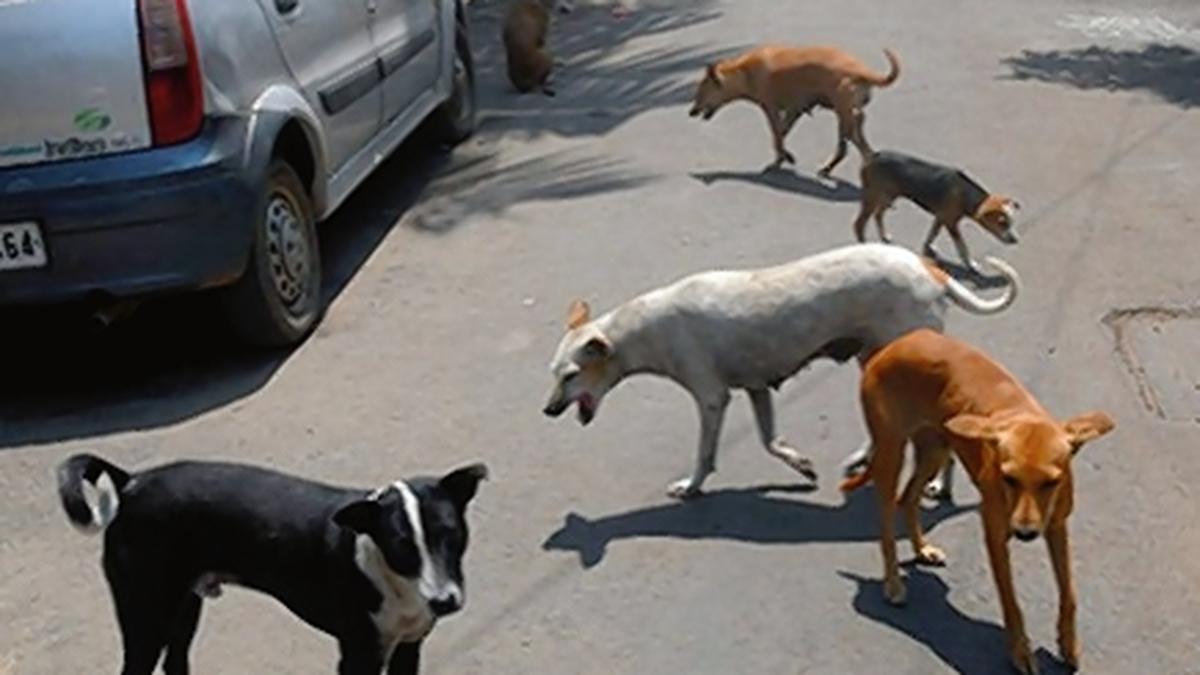 Ghaziabad dog attack: family can’t believe Shahvaz died of rabies - The ...