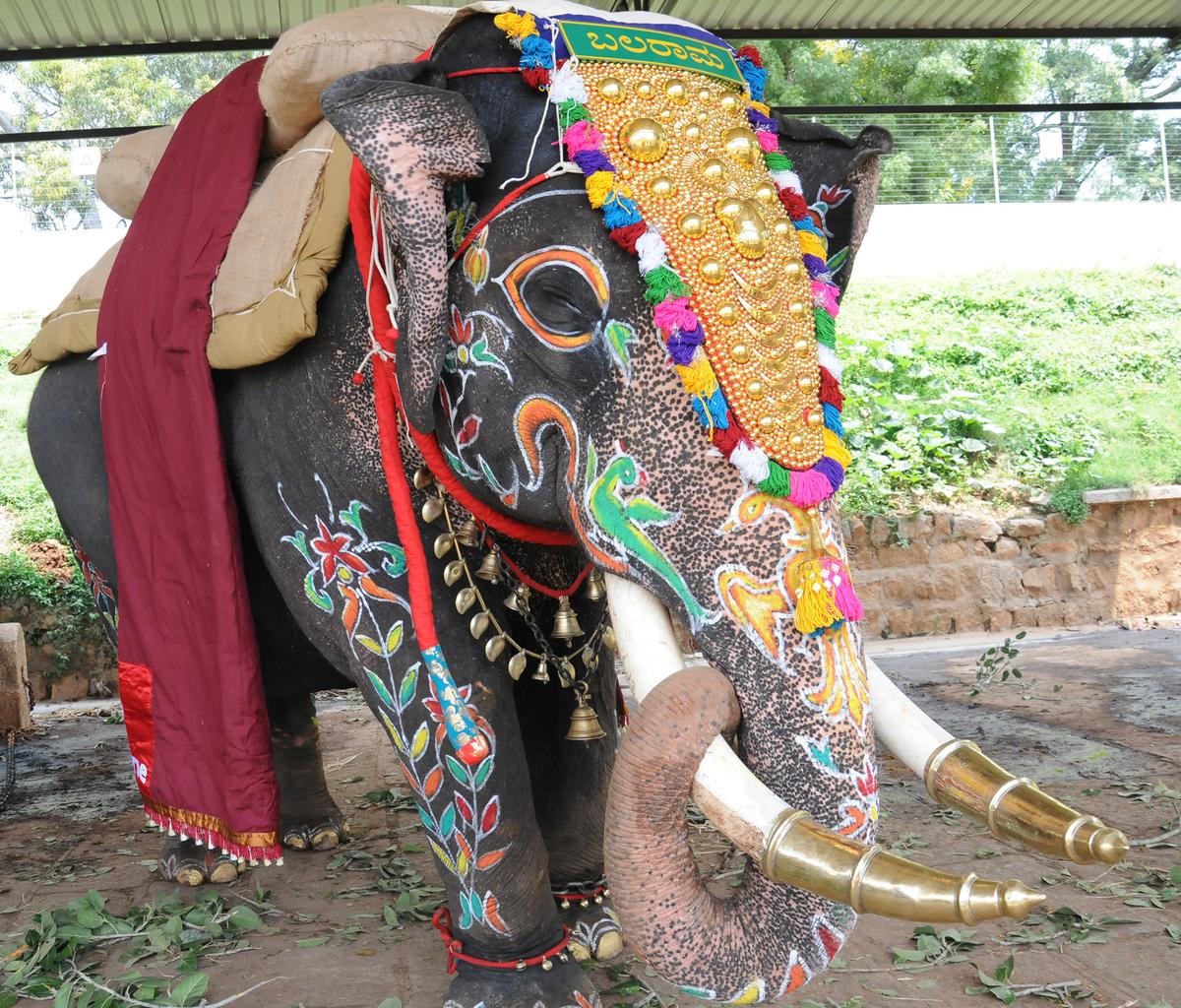 Elephant Balarama of Mysuru Dasara fame no more - The Hindu
