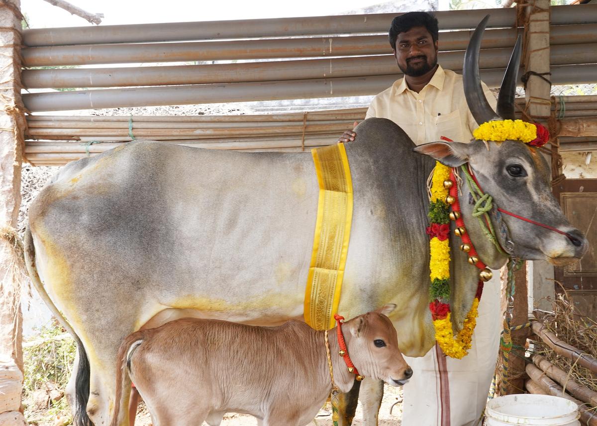 ‘Pandals’ to protect bulls - The Hindu