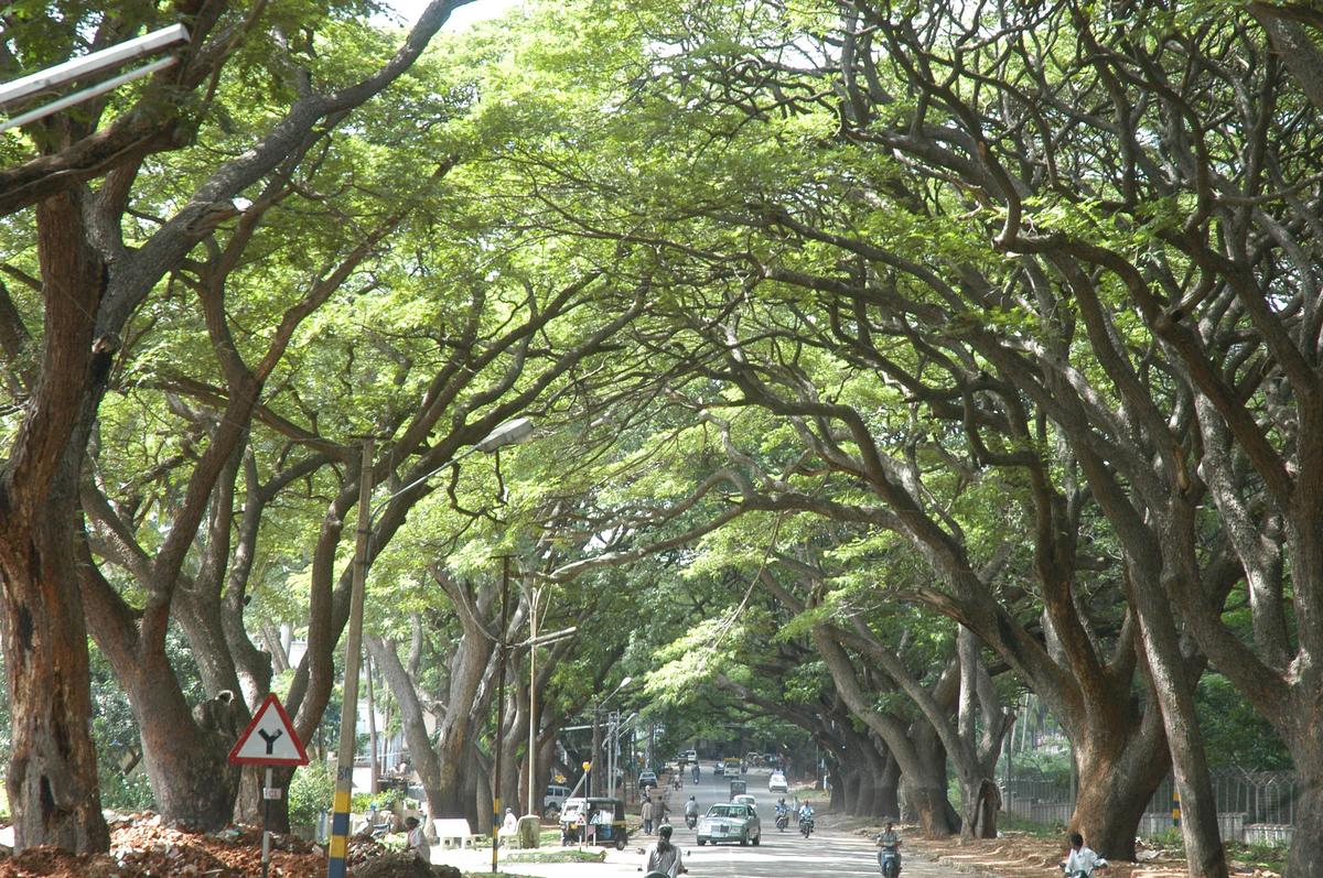 mysore trees