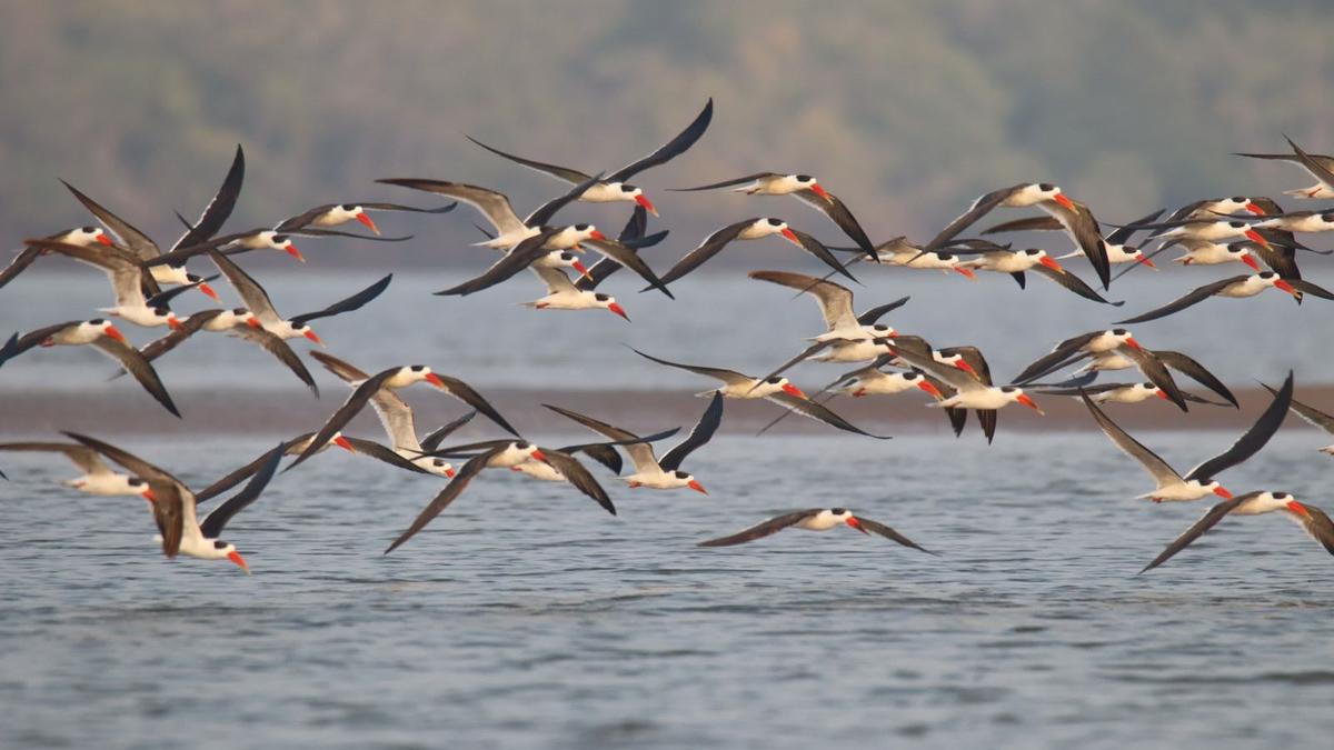 Asian Waterbird Census-2025: Coringa, adjoining wetlands emerge prime ...