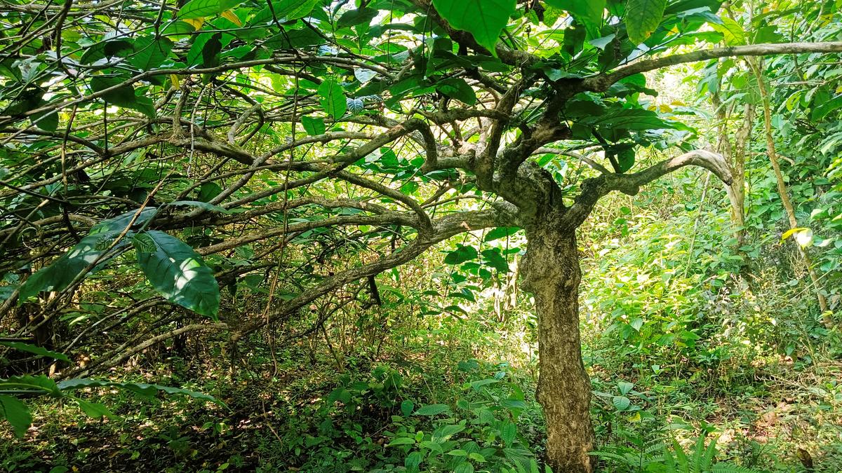 150-year-old coffee plant in Idukki a window to district’s early ...