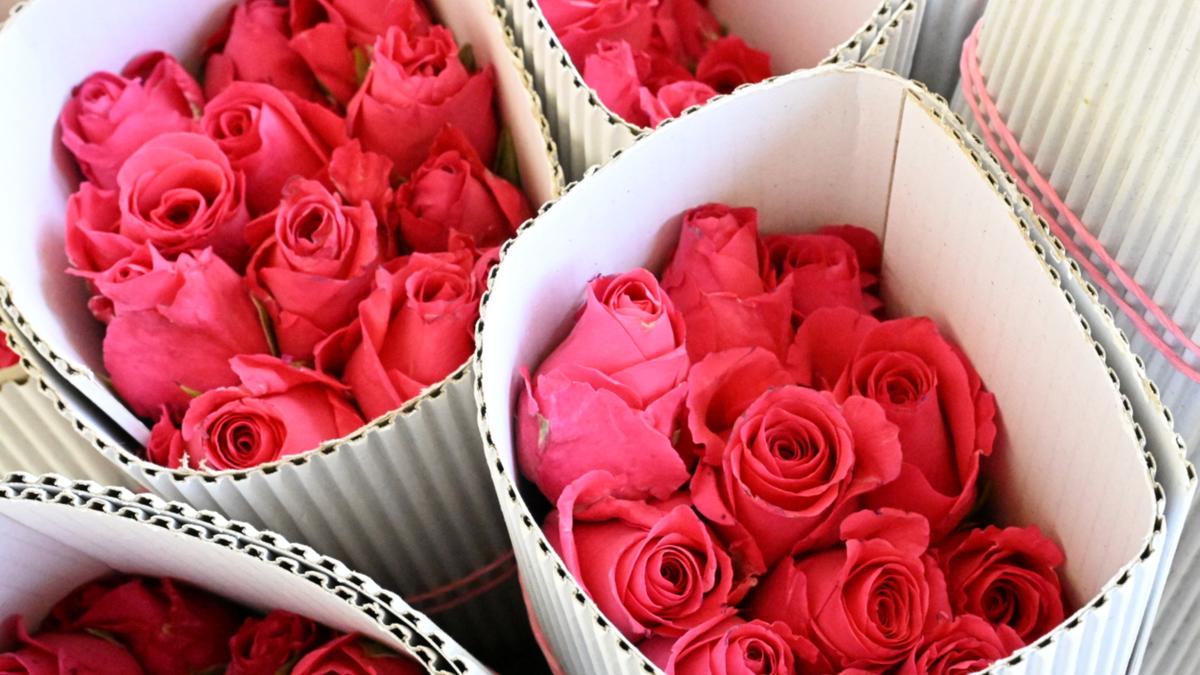 A rosy Valentine season for Hosur’s flower growers - The Hindu