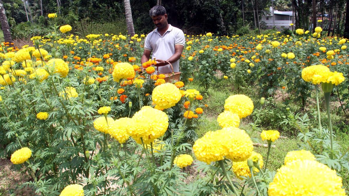 Anthikkad’s tryst with marigold - The Hindu