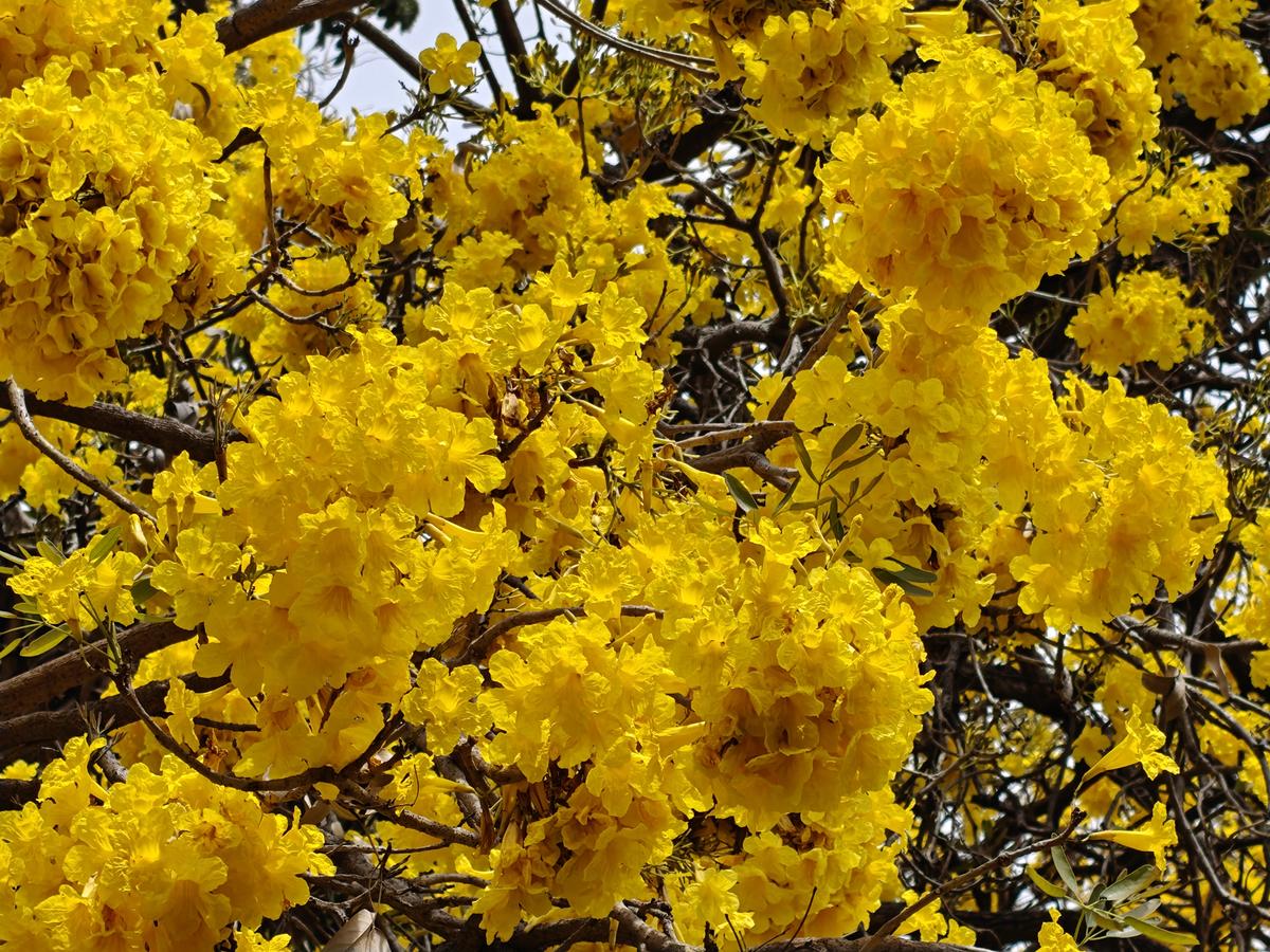 Tabebuia blooms carpet Bengaluru in pale hues of pink and yellow - The ...