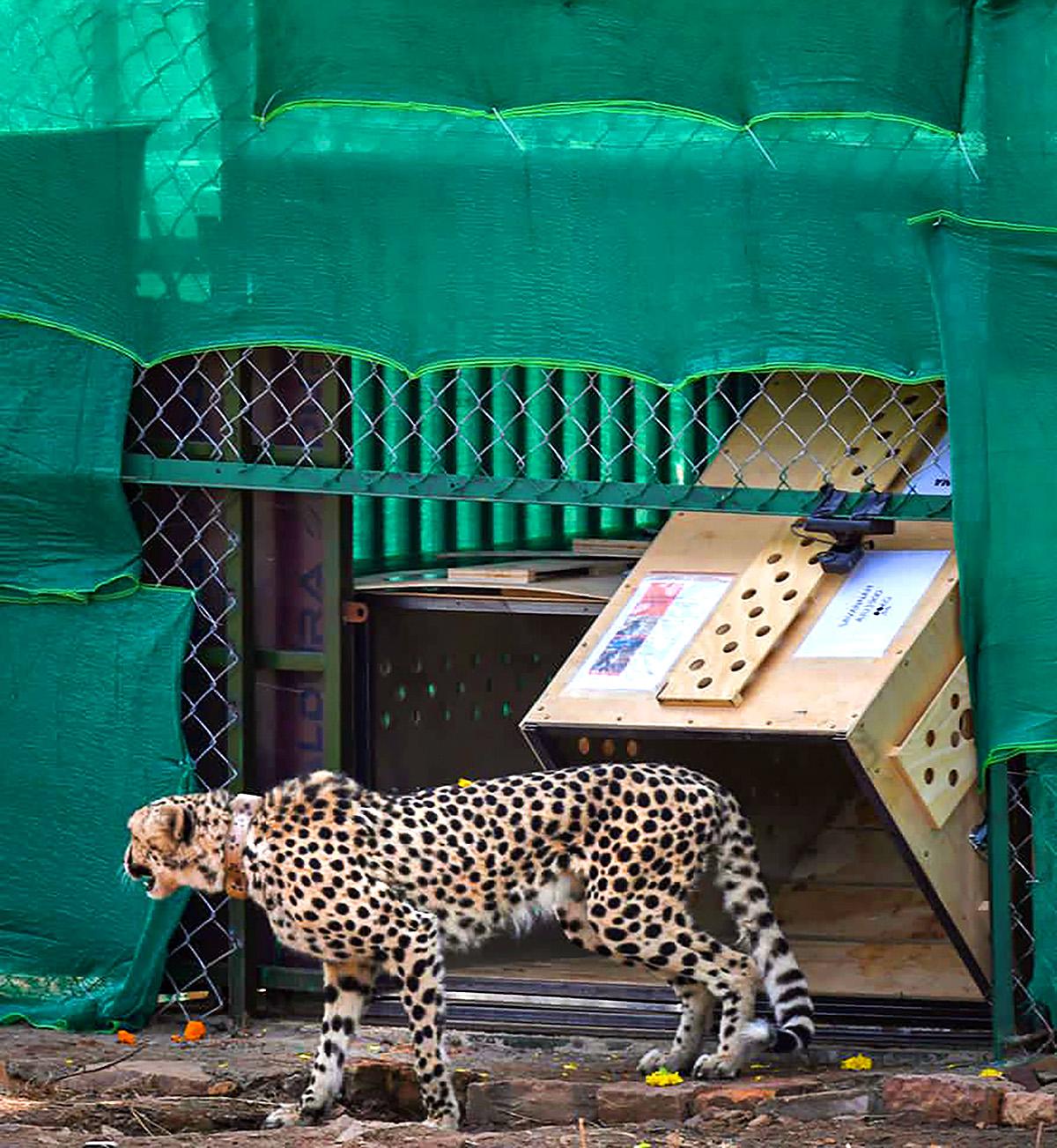 Review of Divyabhanusinh’s The Story of India’s Cheetahs: A spotted history - The Hindu