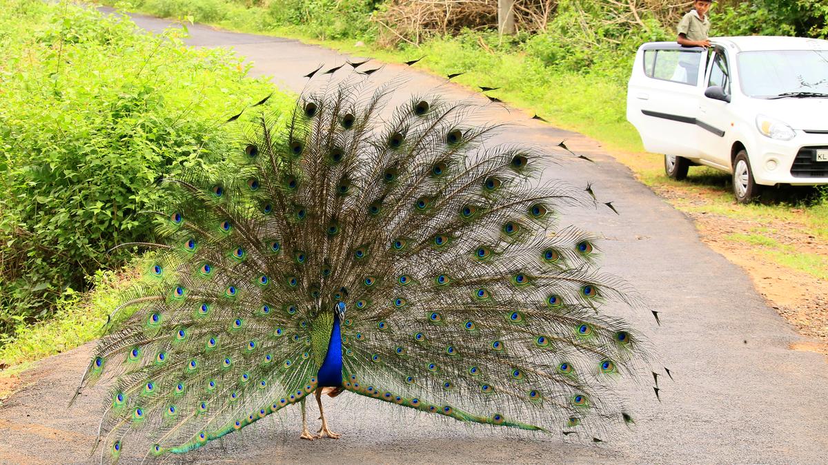 TN bans Kerala tourists movement through Mulli - The Hindu