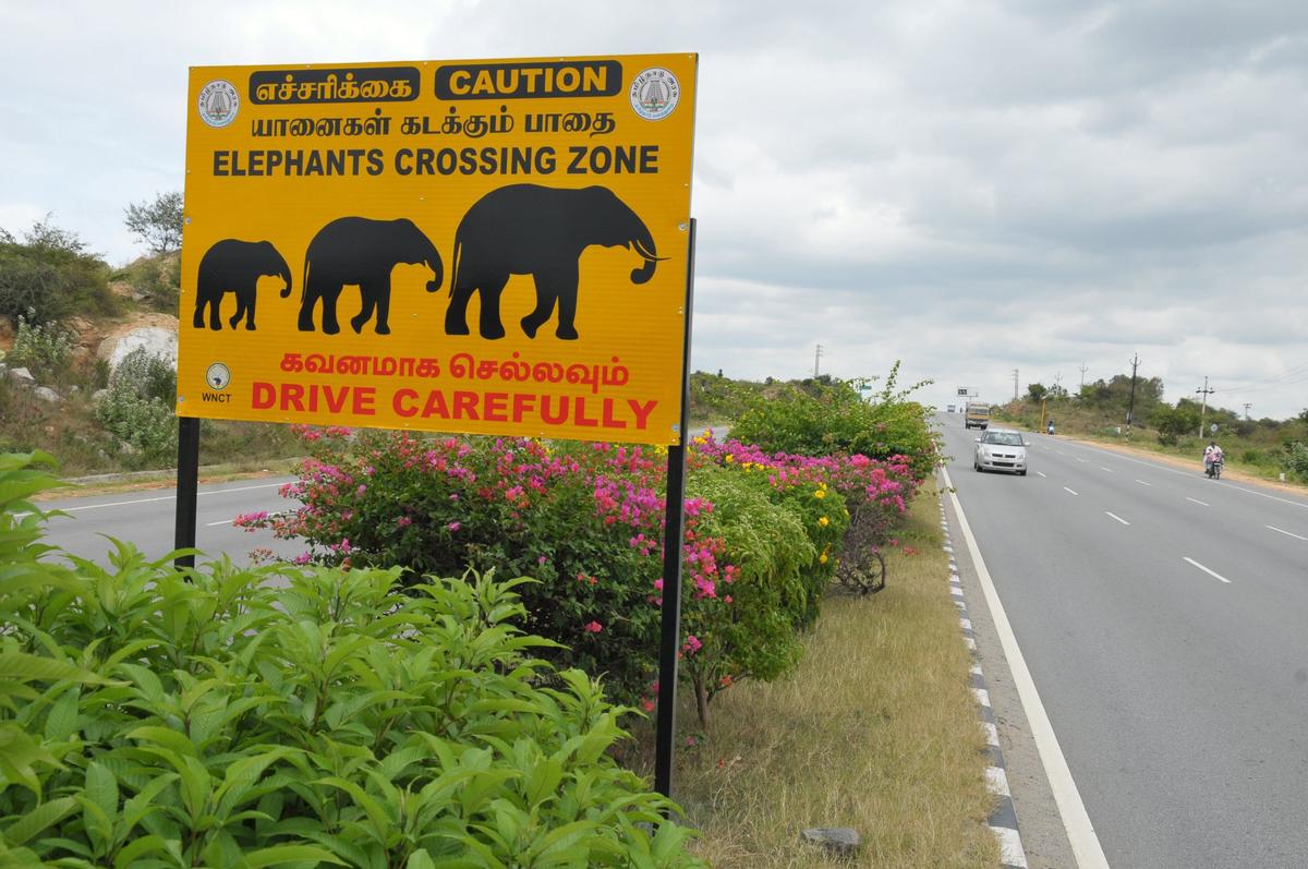 Three States, two national highways, 100 elephants; conflict all around ...