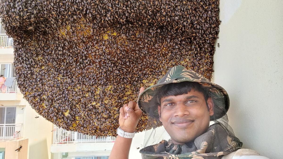 World Bee Day: Rescue the bee, yet avoid the sting - The Hindu