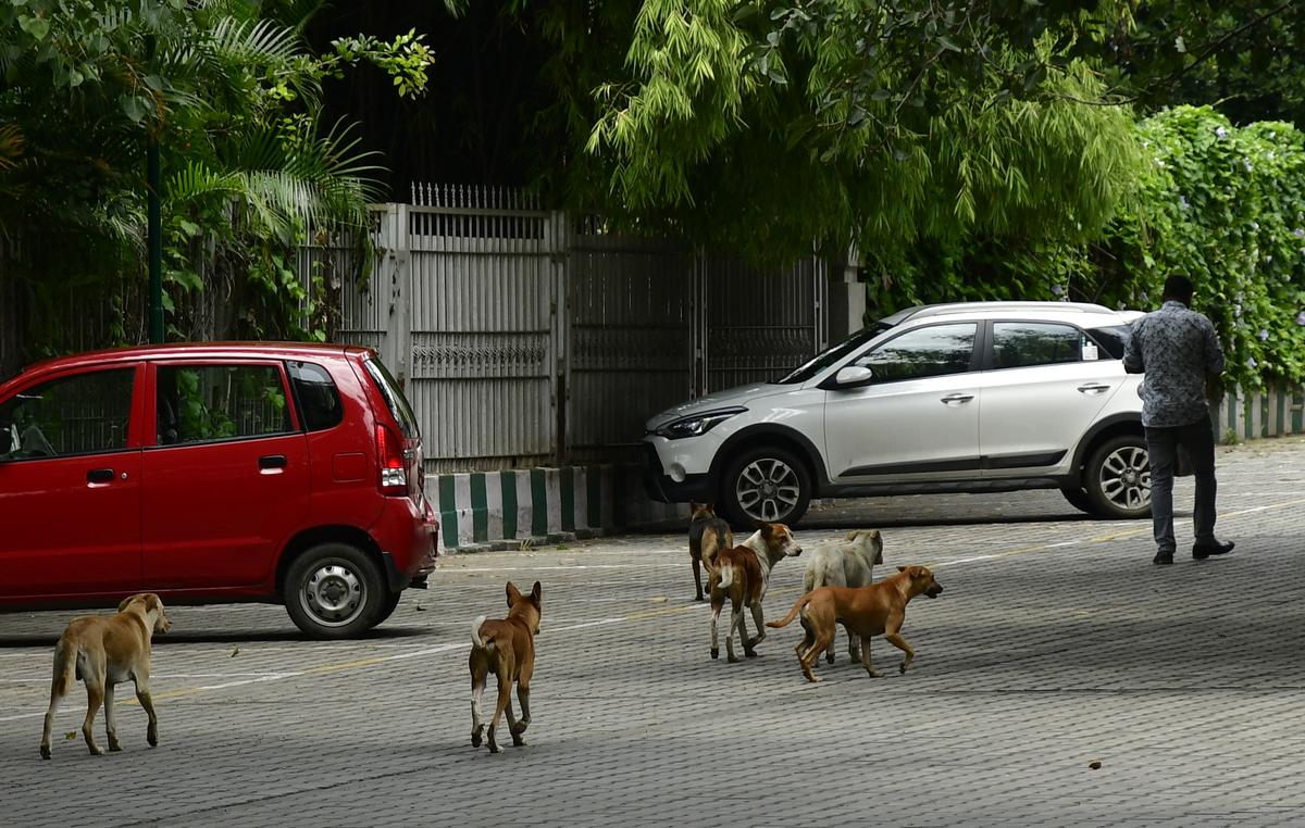 Paws-itive encounters: Best practices in dealing with stray dogs and ...