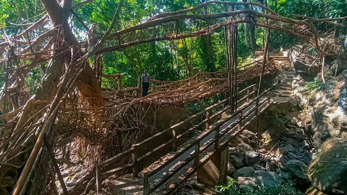 Roots connect a Meghalaya village - The Hindu