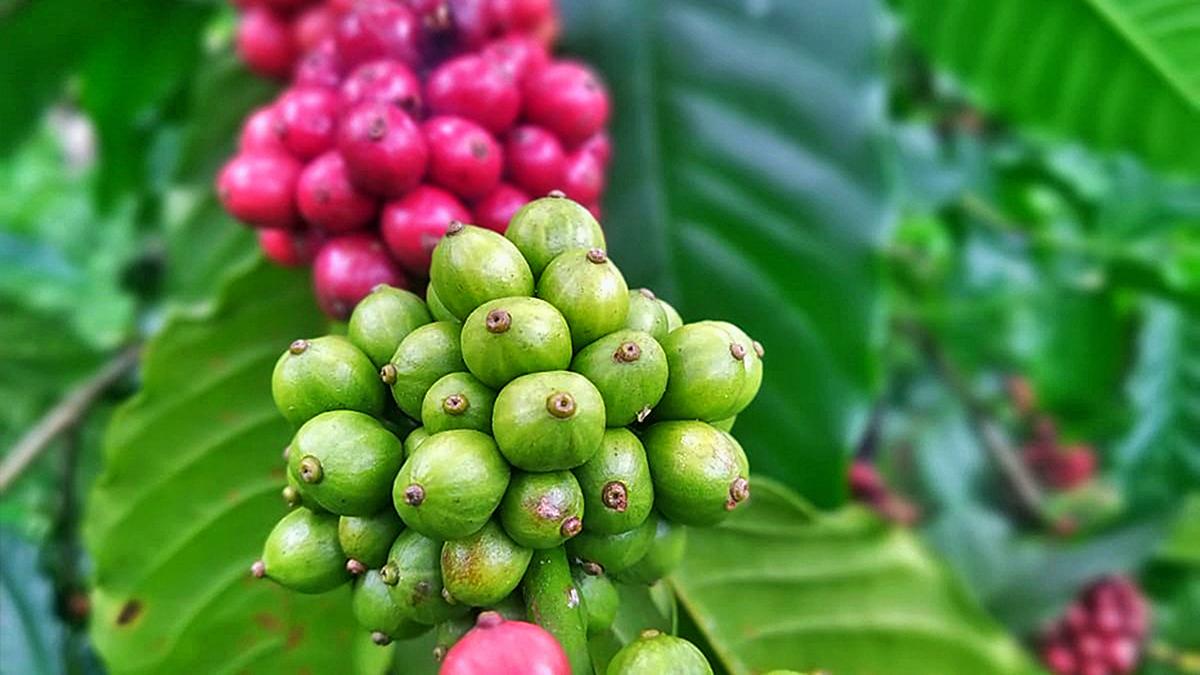 Coffee Board sees a surge in applications for its subsidy programme in ...