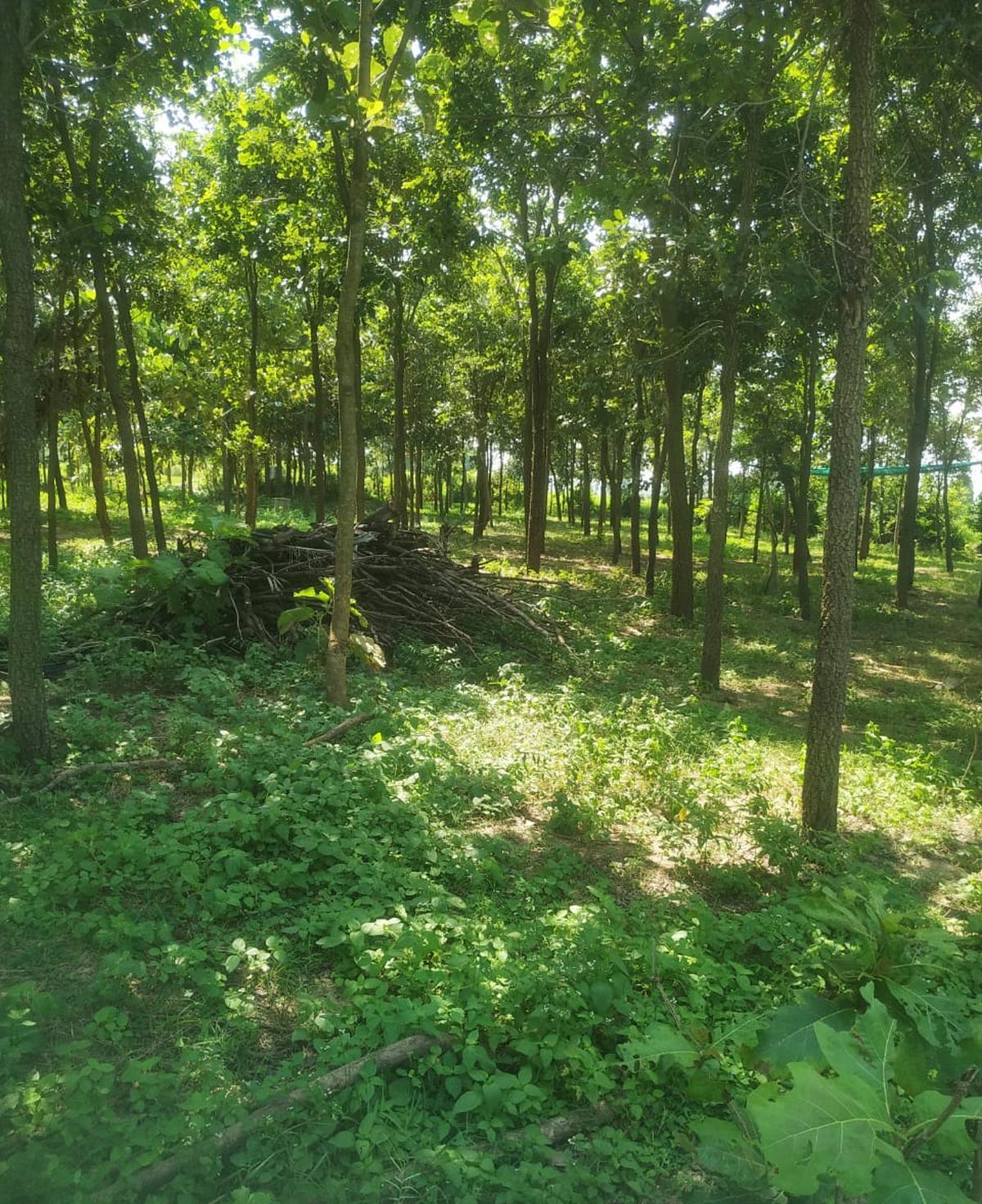 Redsander6.jpg - The Hindu