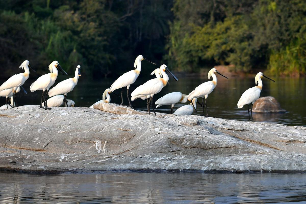 Ranganathittu Bird Sanctuary is now a Ramsar site - The Hindu