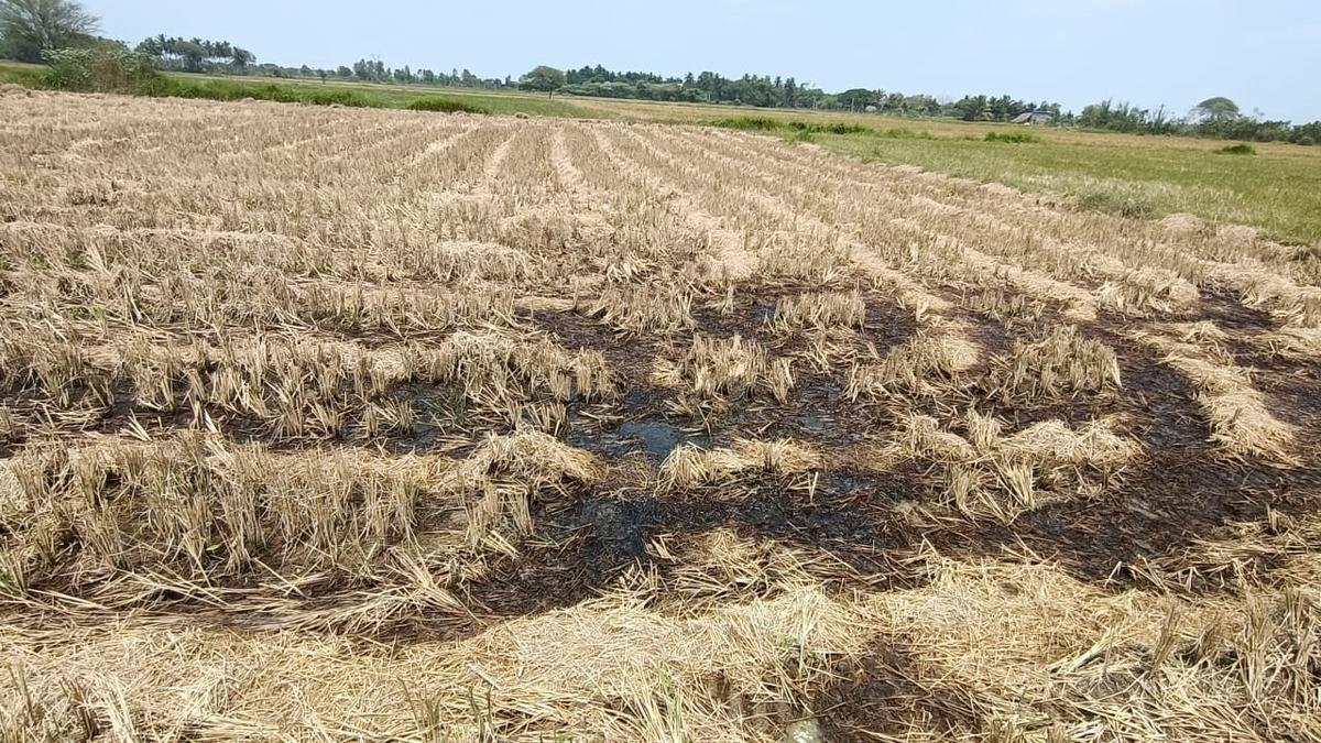 Oil spill alleged at an agriculture field. - The Hindu