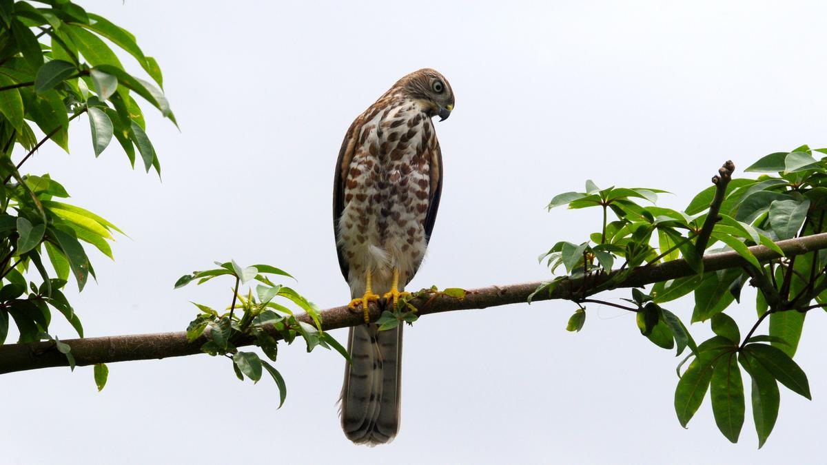 The science of why hawks are one of nature’s deadliest hunters - The Hindu