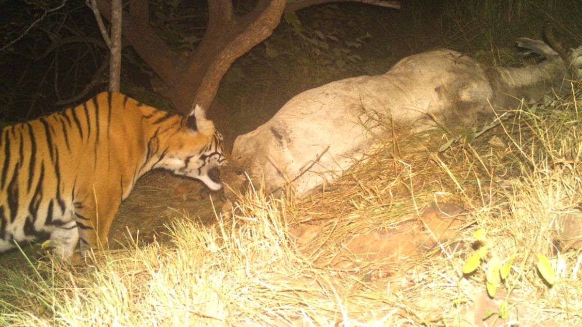 Big cats increase in Nagarjunasagar Srisailam Tiger Reserve in Andhra ...