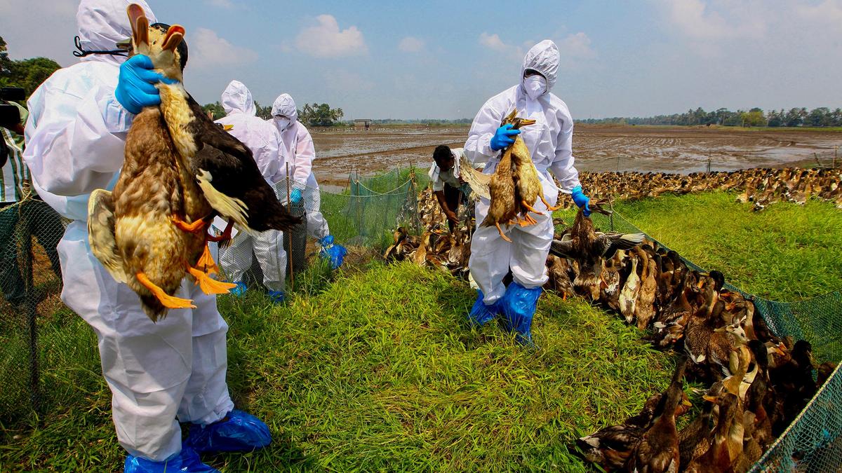Culling of birds begins in Alappuzha - The Hindu