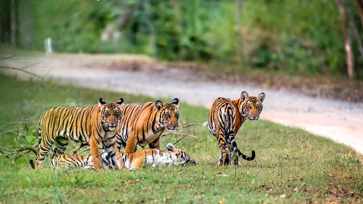 Cameras capture tiger cub roaming on educational institute in Bhopal ...