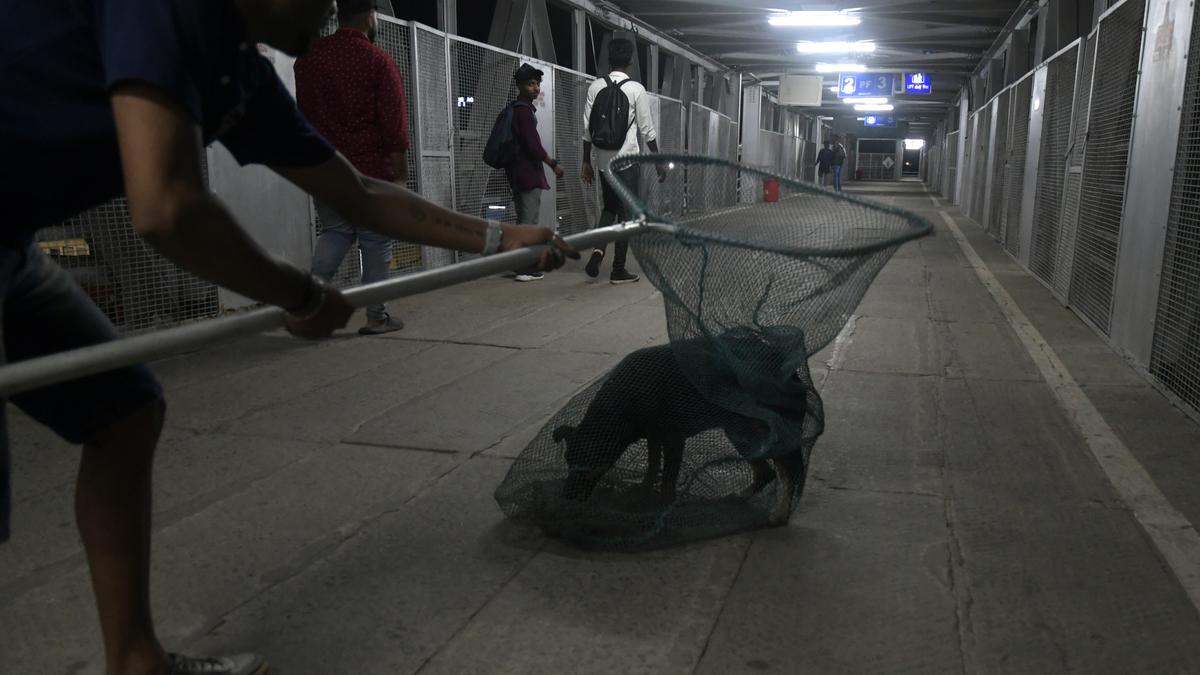 Intensive animal birth control programme to be rolled out in Ernakulam ...