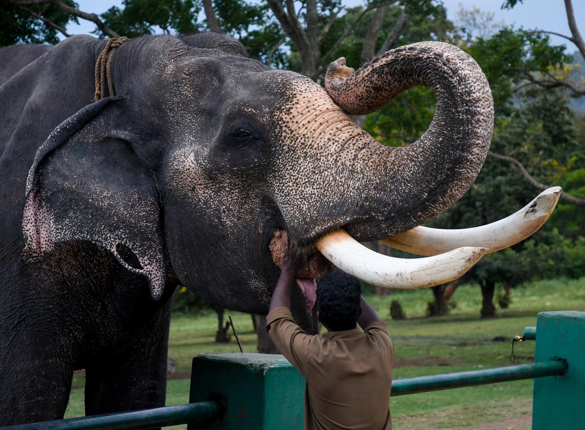 In Frames | Elephant tales - The Hindu