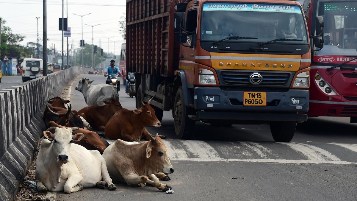 Owners of stray cattle will be imprisoned, say GCC officials - The Hindu