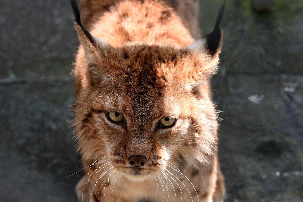 Battle to save ghostly Balkan lynx from extinction - The Hindu