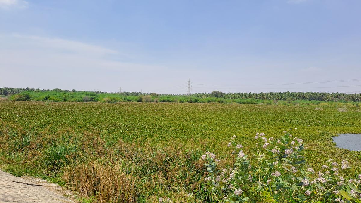 Water hyacinths pose threat to wetland ecosystem of Achankulam in ...
