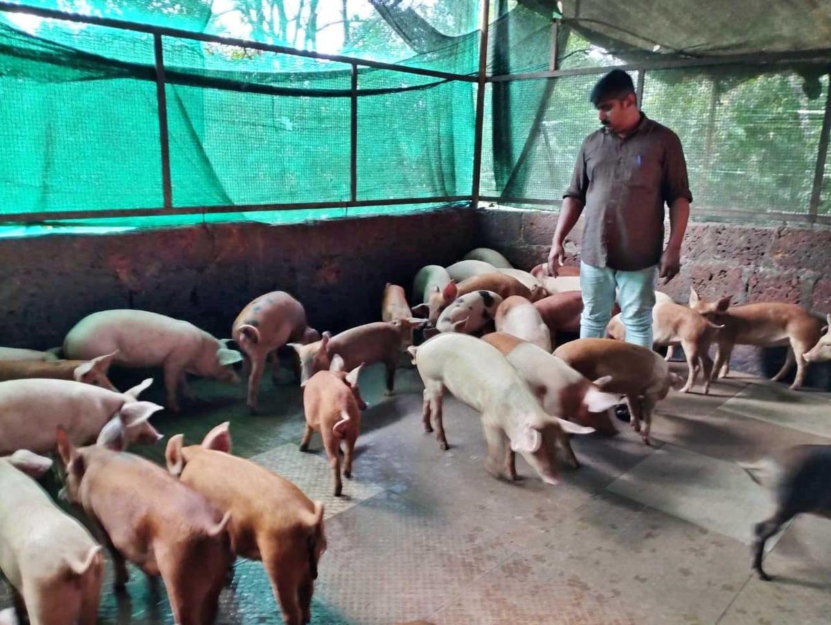 Ranchi hit with African swine fever, over 100 pigs die - The Hindu