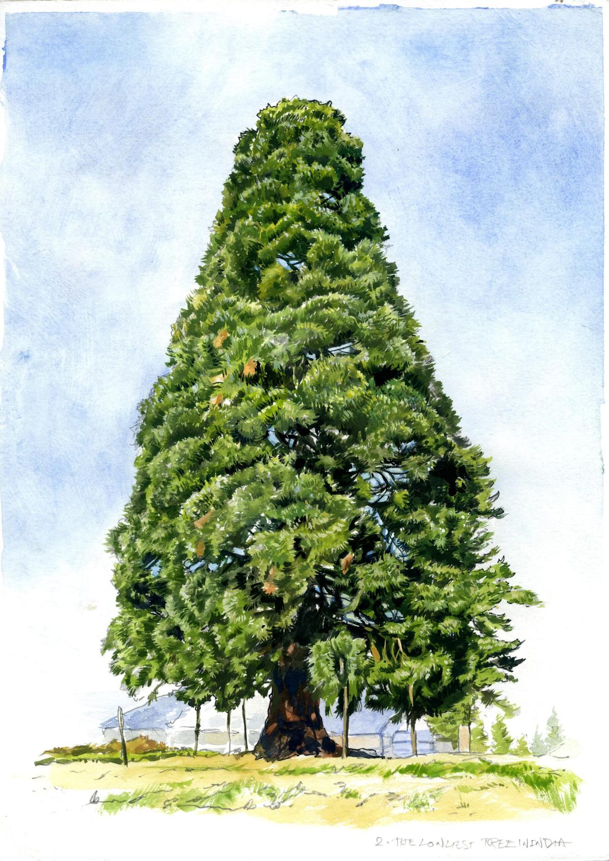 Documenting India’s iconic trees: from a giant sequoia in Jammu to a ...