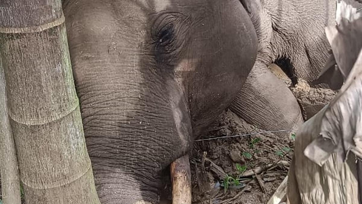 Elephant electrocuted while entering encroached land used for farming ...