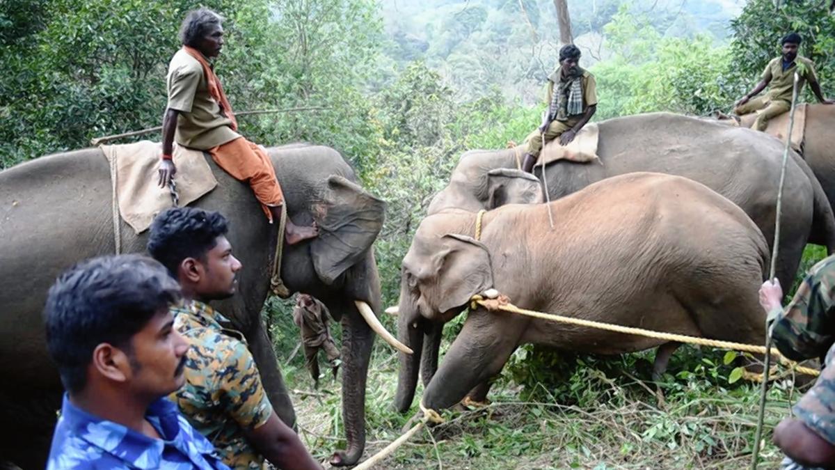 Explained | Has human-animal conflict increased in Wayanad? - The Hindu