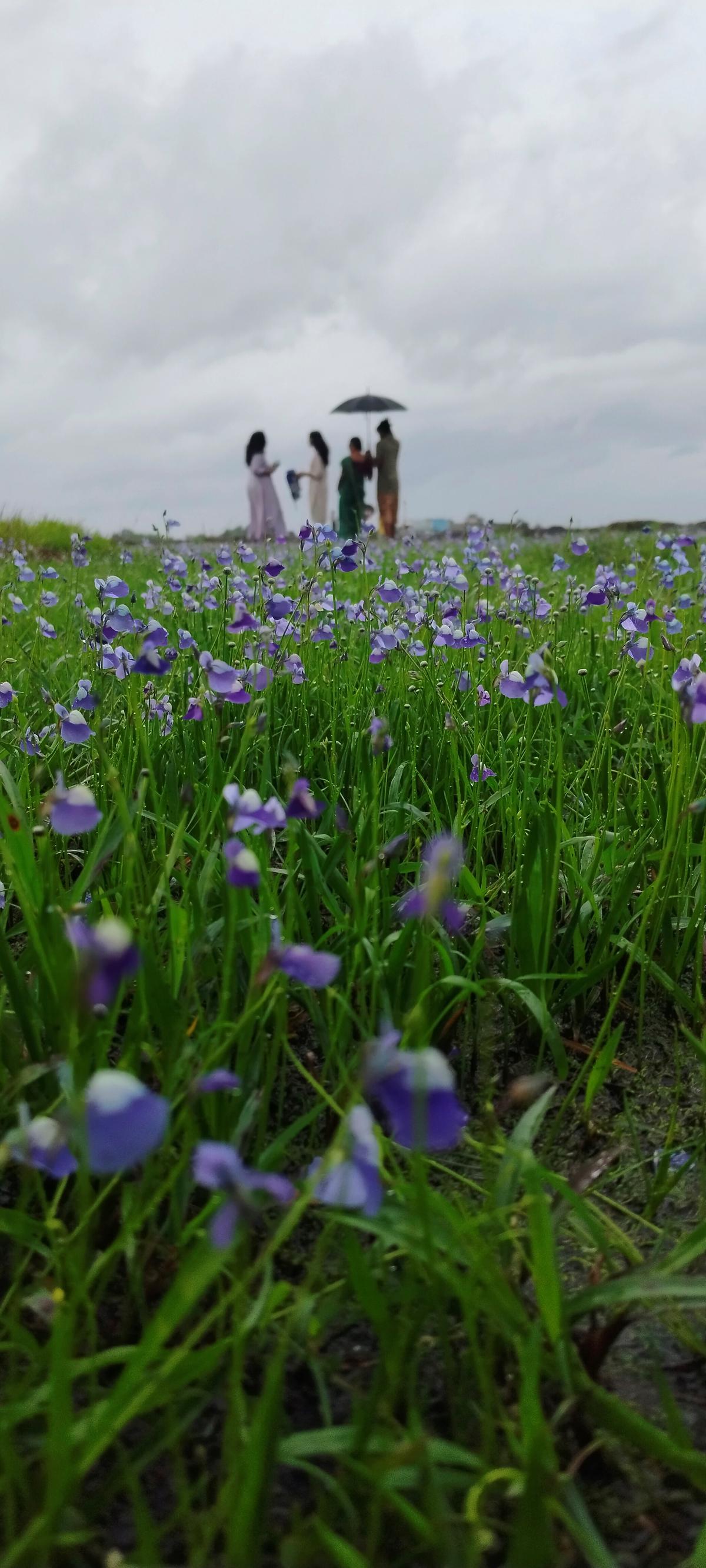 Madayipara’s deep blue flower bloom thrills tourists but faces ...