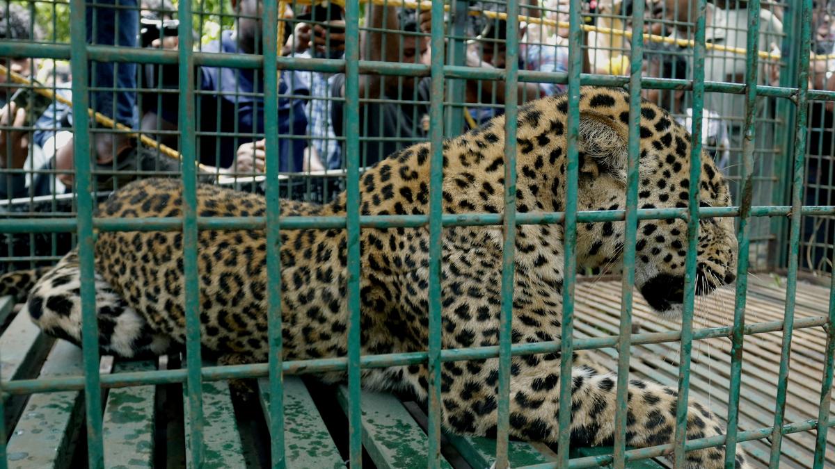 Leopard dies after getting trapped in barbed wire fence in Palakkad - The Hindu