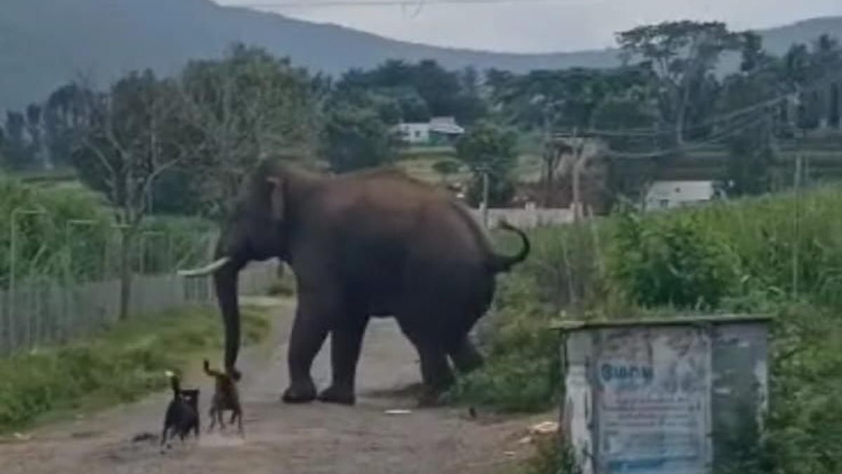 Elephant enters hamlet in Erode district, residents demand compensation for the crops they say ...
