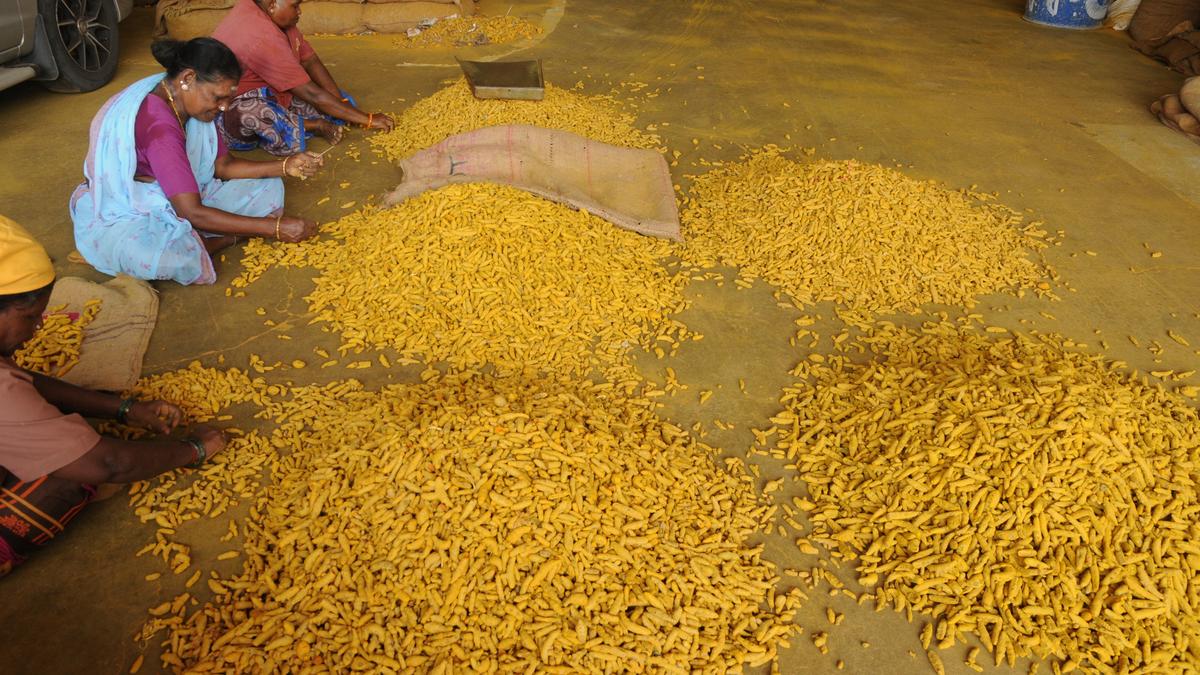 Regulated markets in Erode see arrival of new turmeric - The Hindu