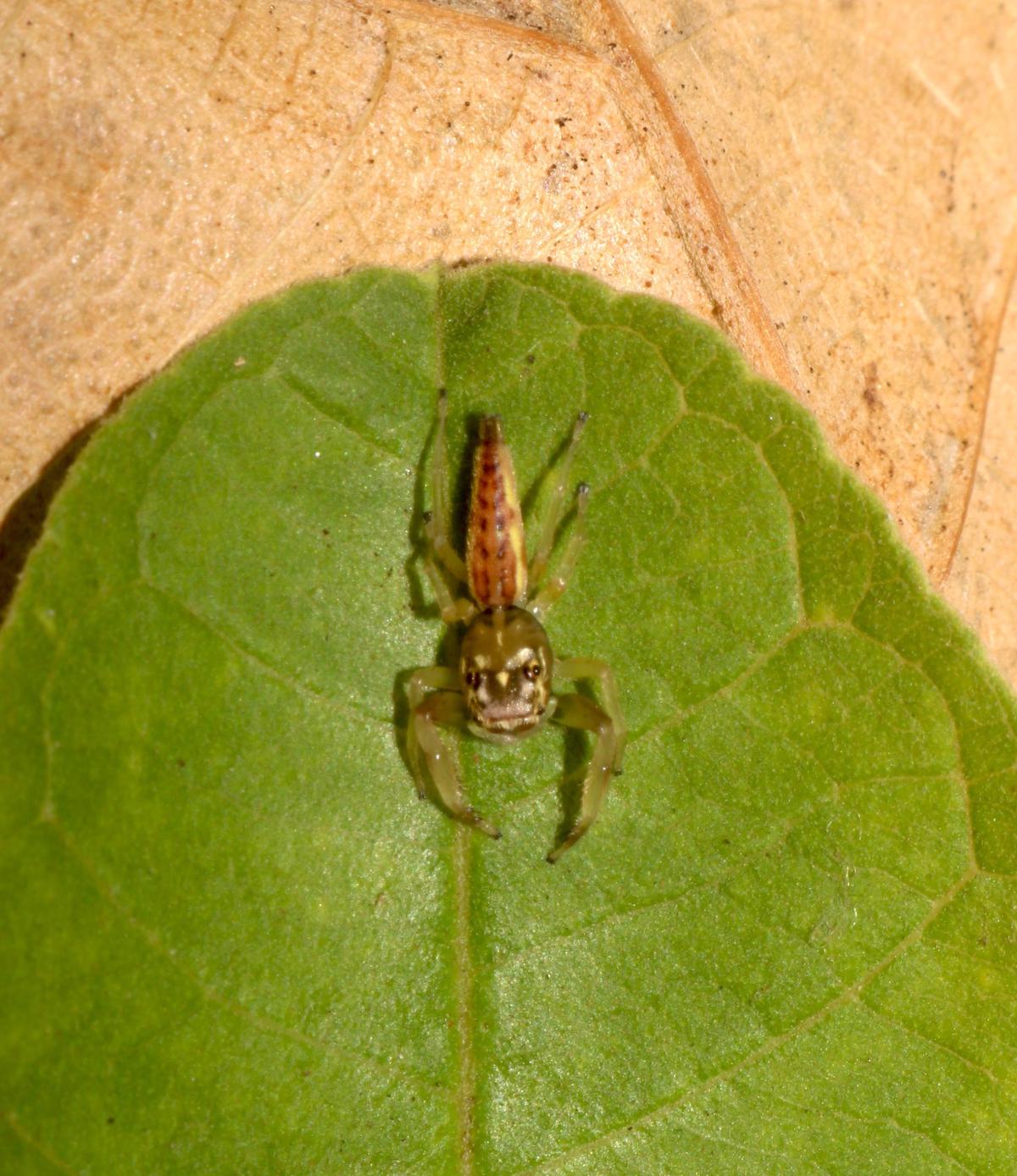 Four new species of spiders discovered from the Western Ghats - The Hindu