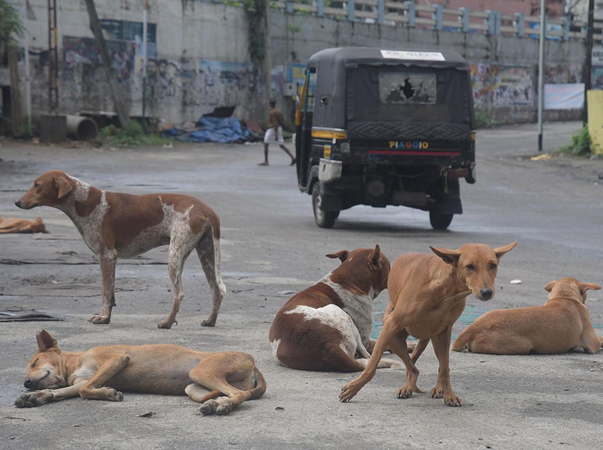Minister announces action plan to address stray dog menace - The Hindu