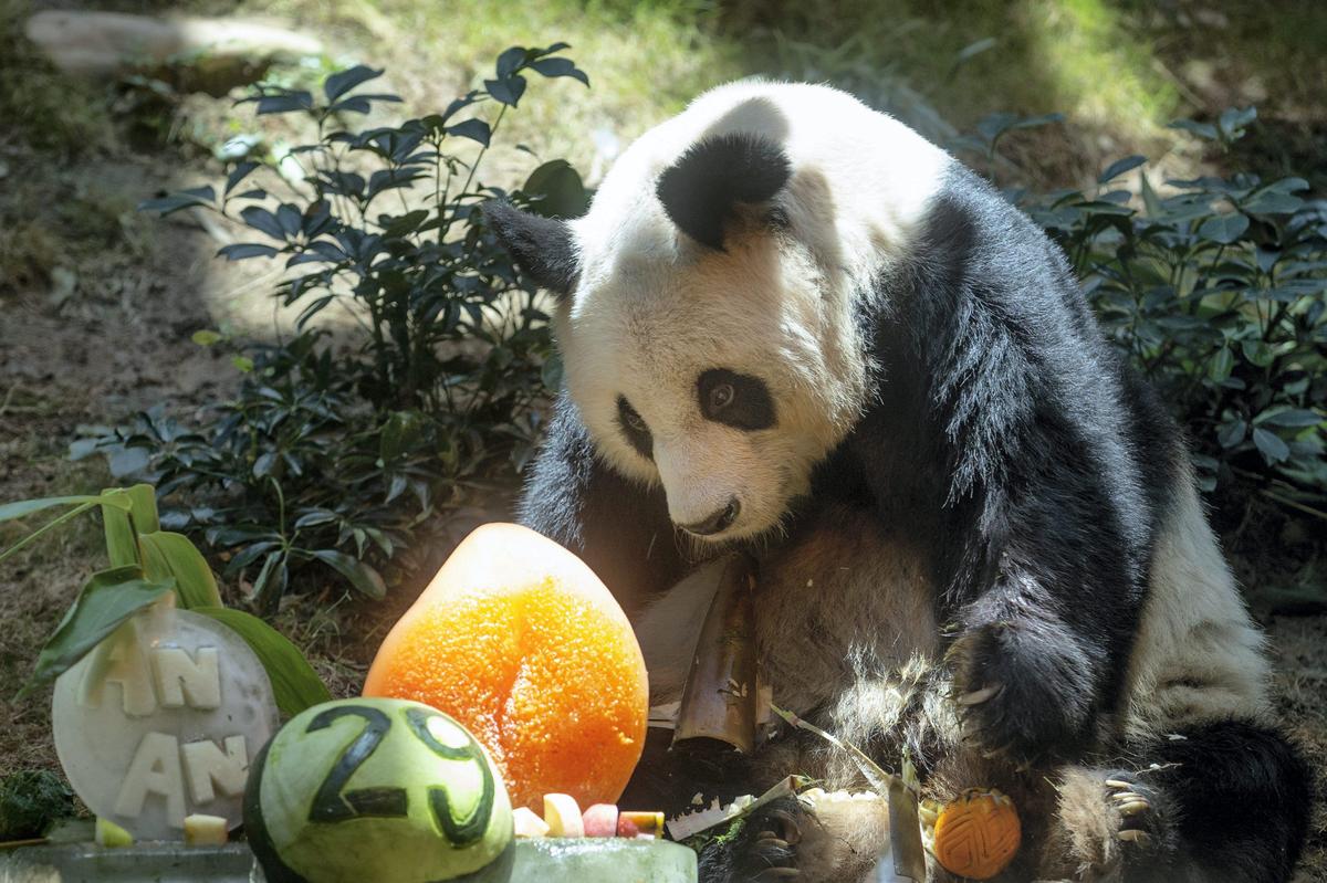 World's oldest male giant panda dies at age 35 in Hong Kong - The Hindu