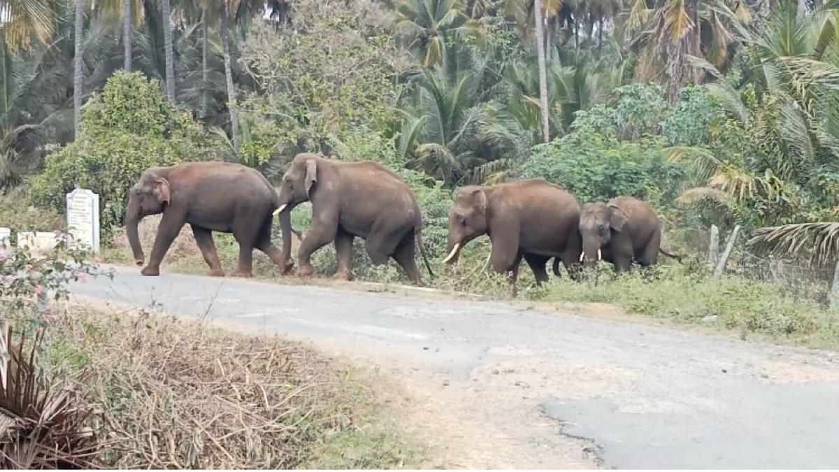 Efforts on to chase elephants back into forest in Talavadi Hills - The ...