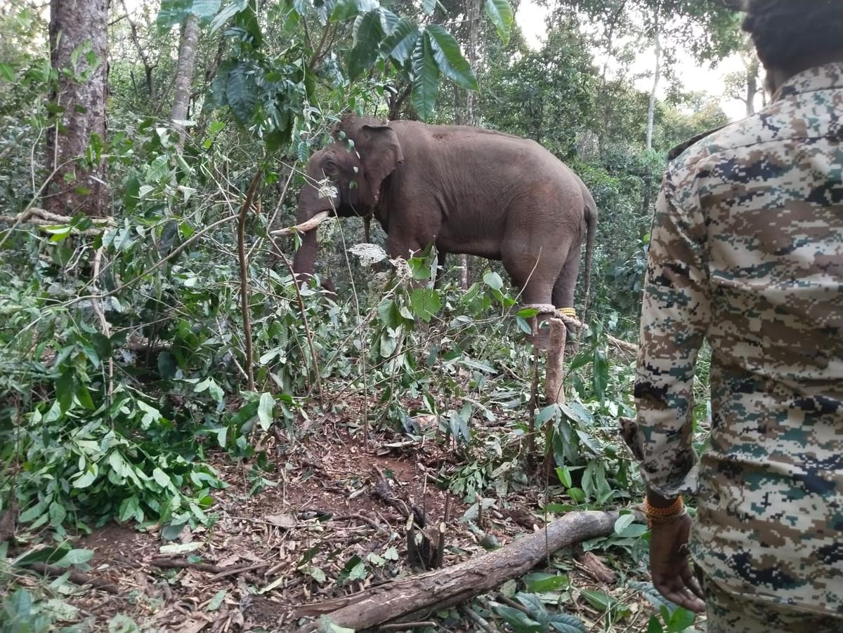 Rogue tusker that killed two in Kadaba taluk captured on third day of ...