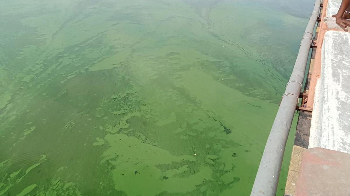 Residents panic as river water turns green around three villages in ...