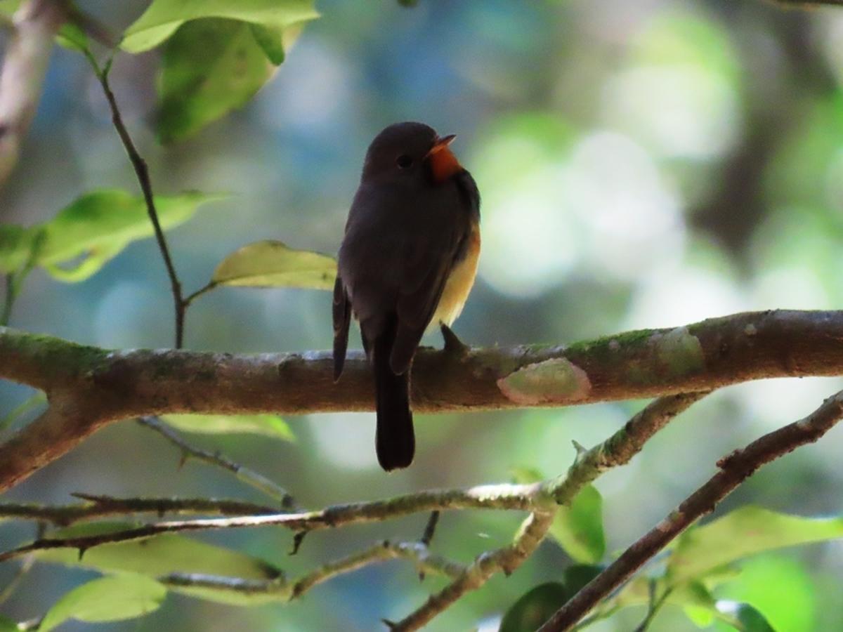 231 bird species spotted at Periyar Tiger Reserve in survey - The Hindu