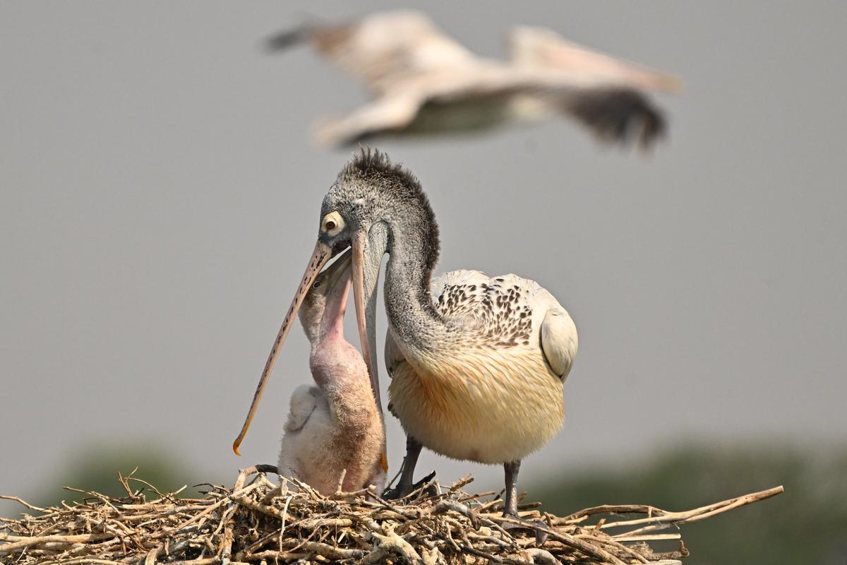 Breeding season begins for spot-billed pelicans at Uppalapadu Bird ...